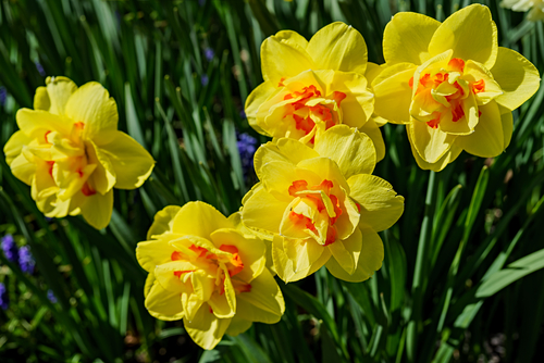 10 Great Spring-Flowering Bulbs - Here By Design
