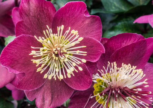 The Best Hellebore Varieties For Your Winter/Spring Garden - Here By Design