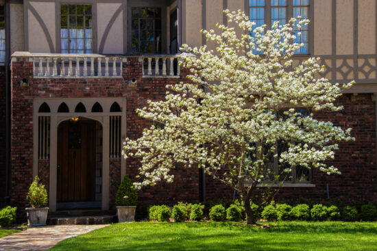 Great Small Trees For the Urban/Suburban Landscape - Here By Design